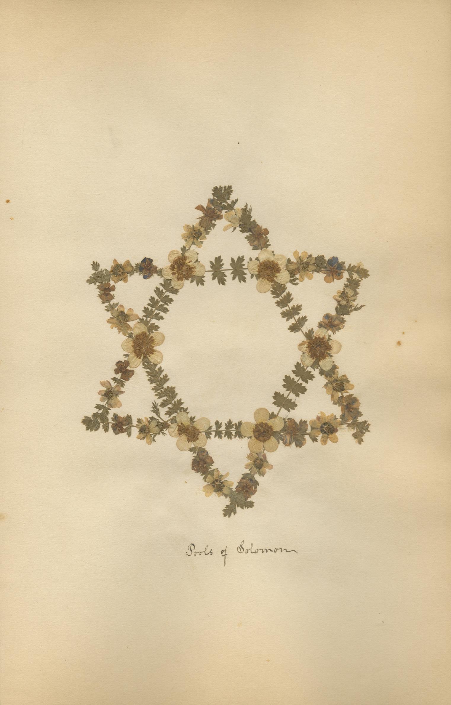 Pressed Flowers Album – Jerusalem, 1871 – Rare Flower Arrangements ...